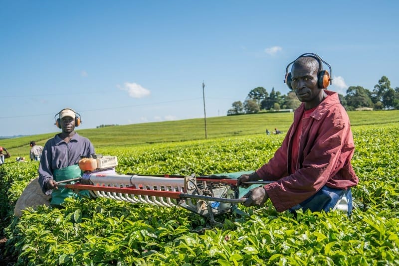 IBM Supports African Digital Agriculture Startups